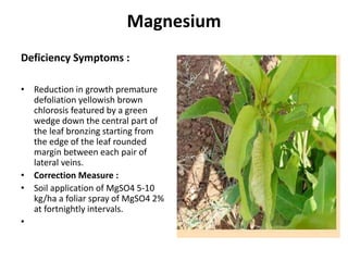 Mango physiological disorders A Lecture By Allah Dad Khan To FFS ...