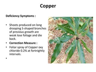 Mango physiological disorders A Lecture By Allah Dad Khan To FFS ...