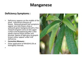 Mango physiological disorders A Lecture By Allah Dad Khan To FFS ...