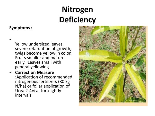 Mango physiological disorders A Lecture By Allah Dad Khan To FFS ...