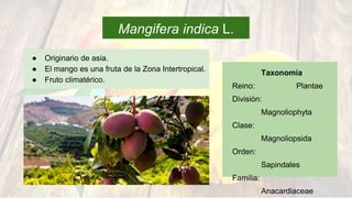 Tratamiento poscosecha de Mangifera indica L. | PPTX