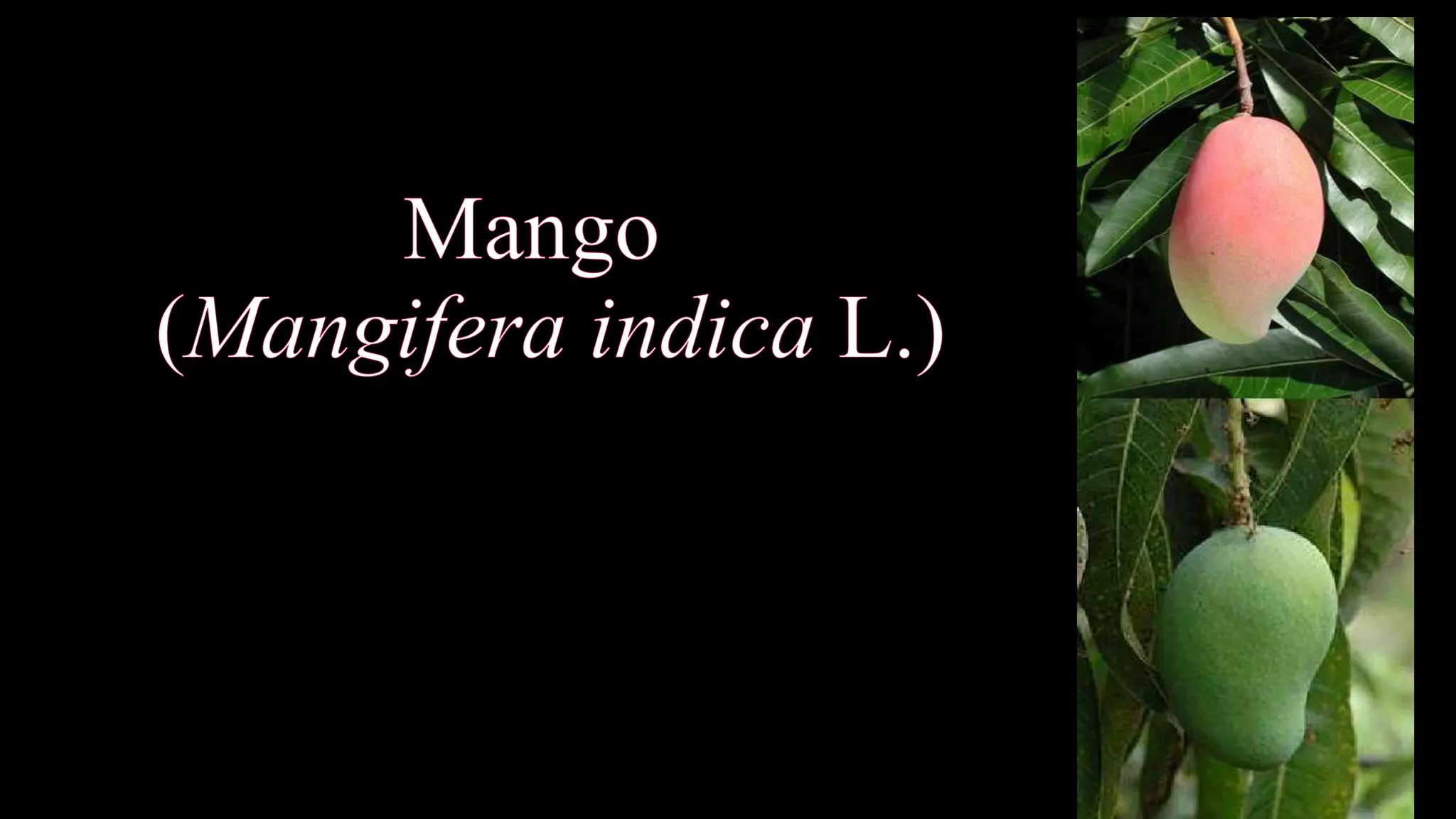 Cultivation of Mango | PPT
