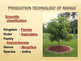 Cultivation practices of mango | PPTX