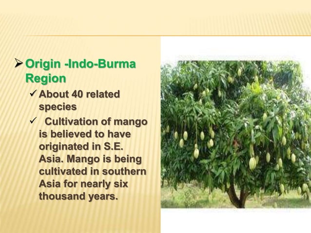 Cultivation practices of mango | PPTX | Agriculture | Industries