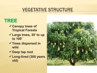 Cultivation practices of mango | PPTX