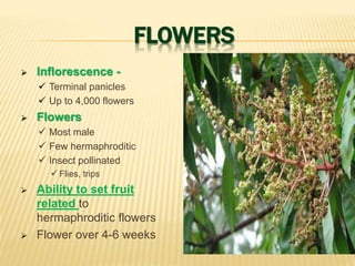 Cultivation practices of mango | PPTX