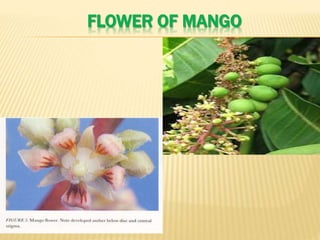 Cultivation practices of mango | PPTX