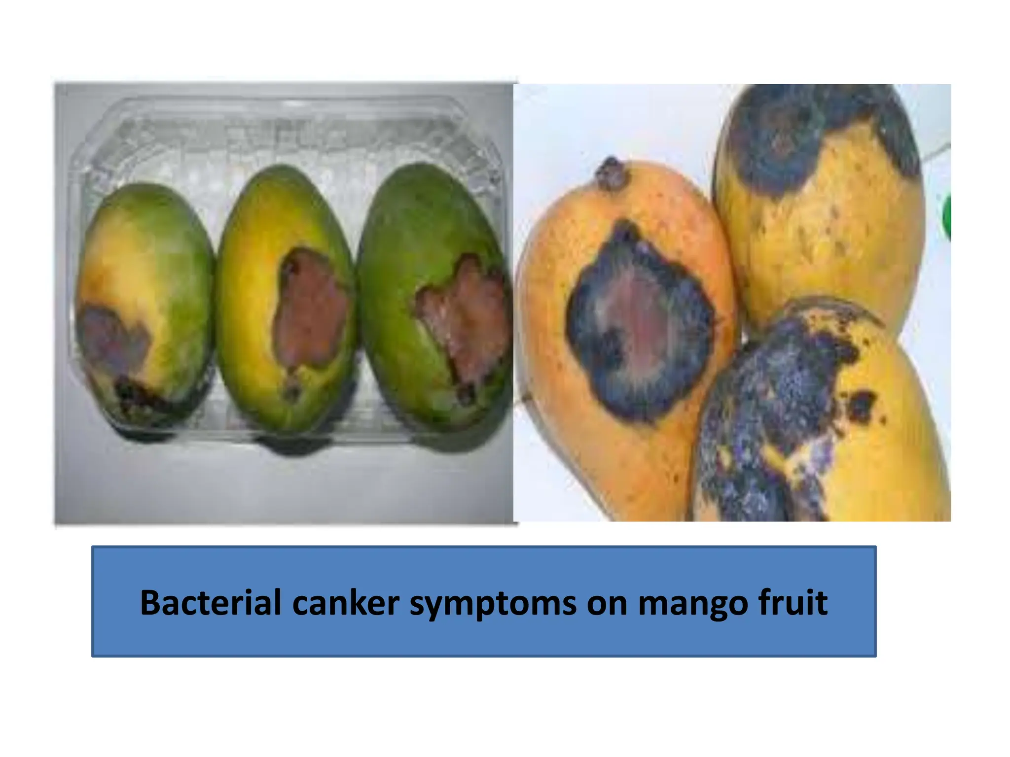 Mango bacterial canker diseases ppt.pptx