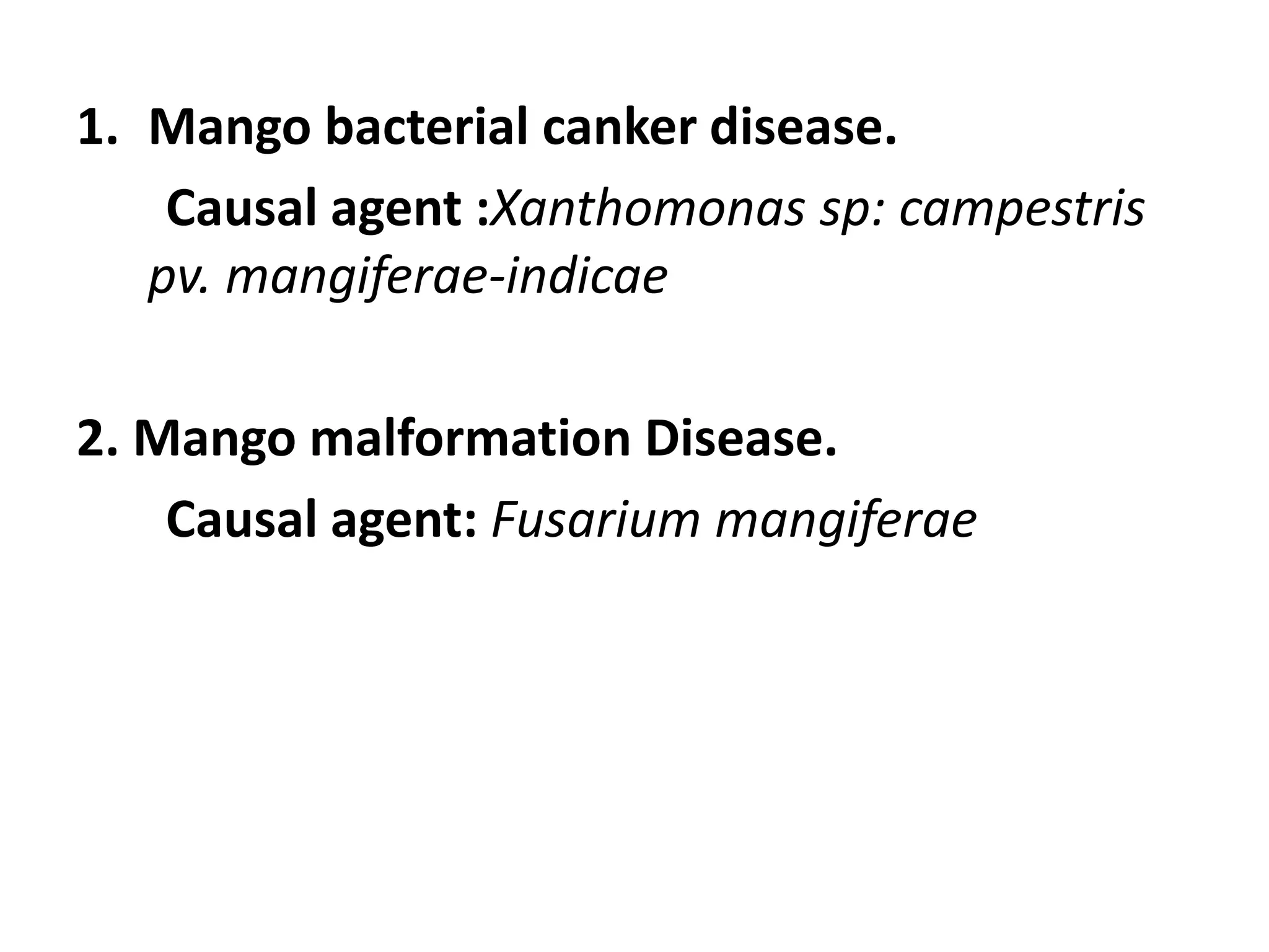 Mango bacterial canker diseases ppt.pptx