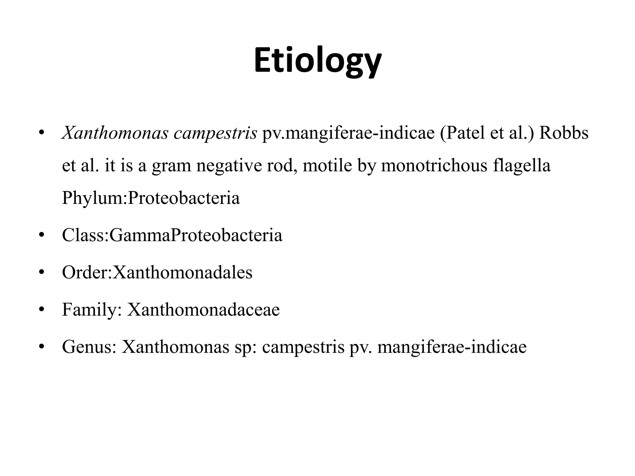 Mango bacterial canker diseases ppt.pptx
