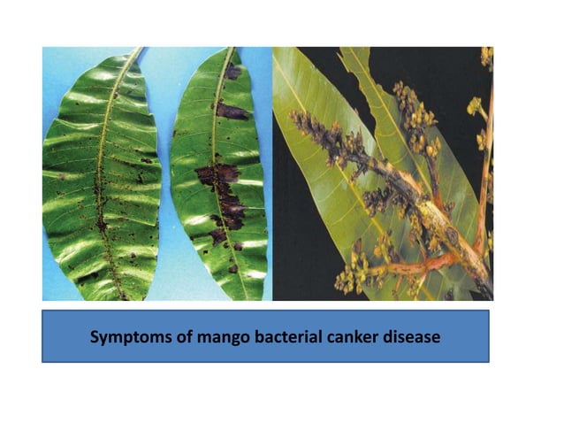 Mango bacterial canker diseases ppt.pptx | Gardening | Home & Garden