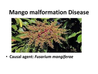 Mango bacterial canker diseases ppt.pptx