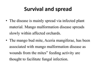 Mango bacterial canker diseases ppt.pptx