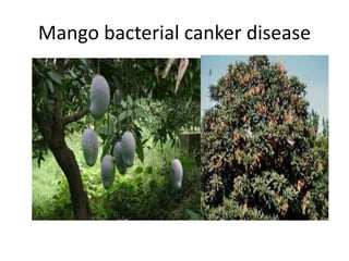 Mango bacterial canker diseases ppt.pptx