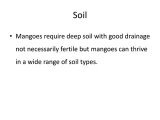 Mango bacterial canker diseases ppt.pptx