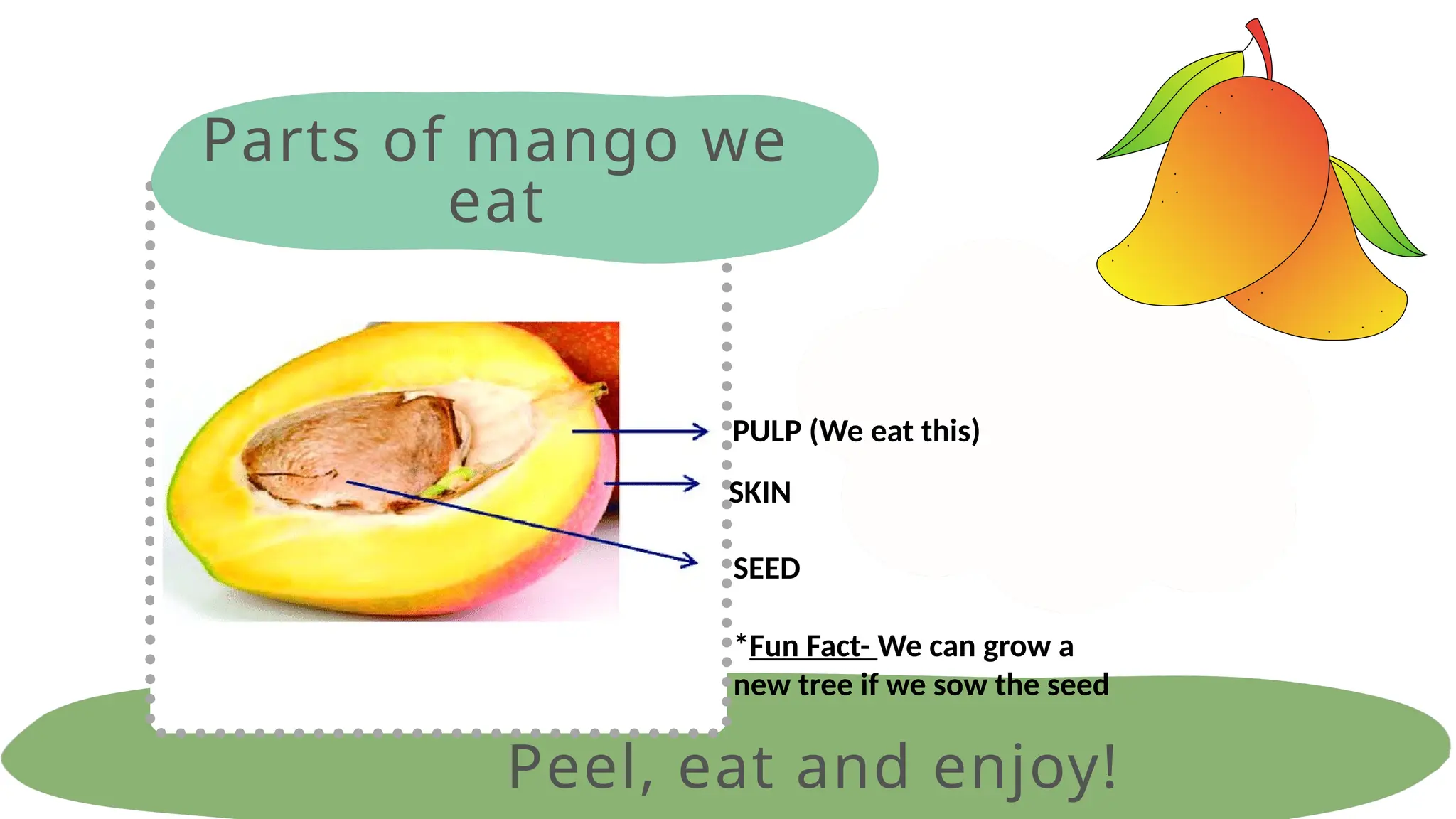 Mango - The king of fruit, Fun facts about mangoes | PPTX