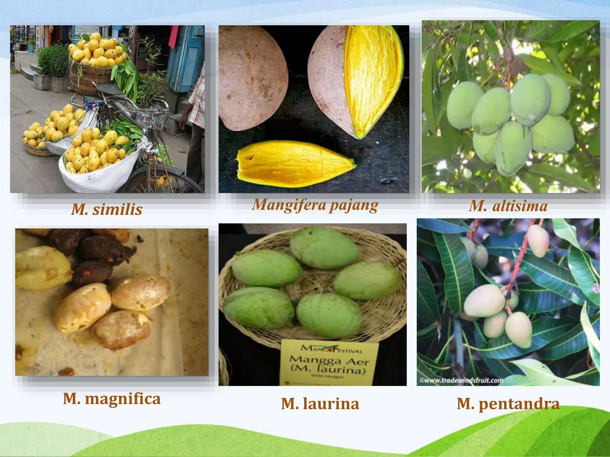 Biodiversity in Mango.pptx