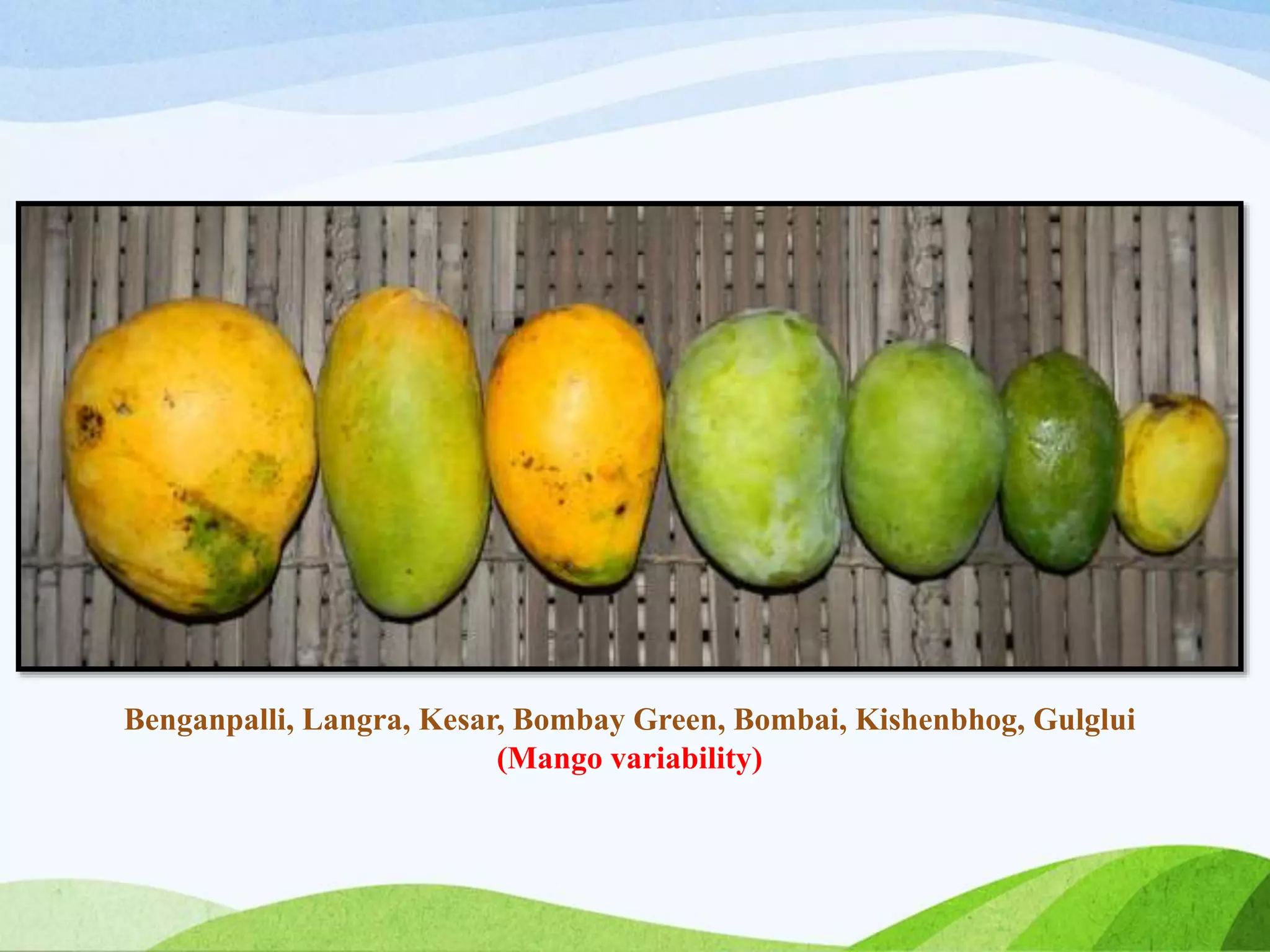 Biodiversity in Mango.pptx