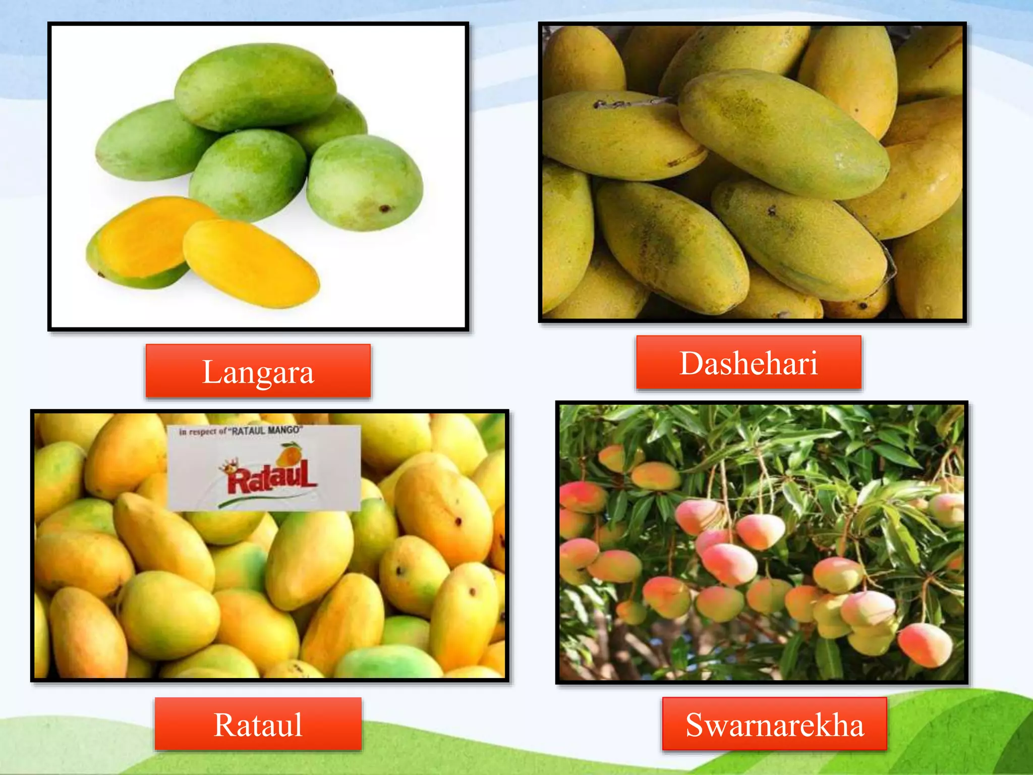 Biodiversity in Mango.pptx