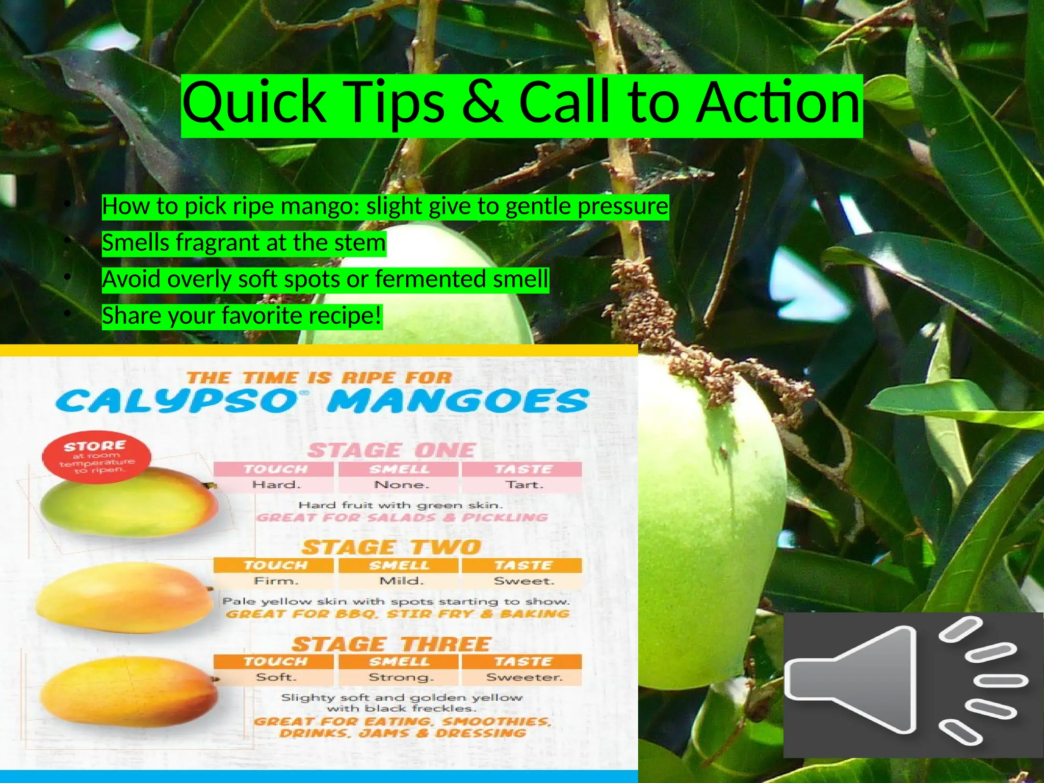 presentation general knowledge of mango.pptx