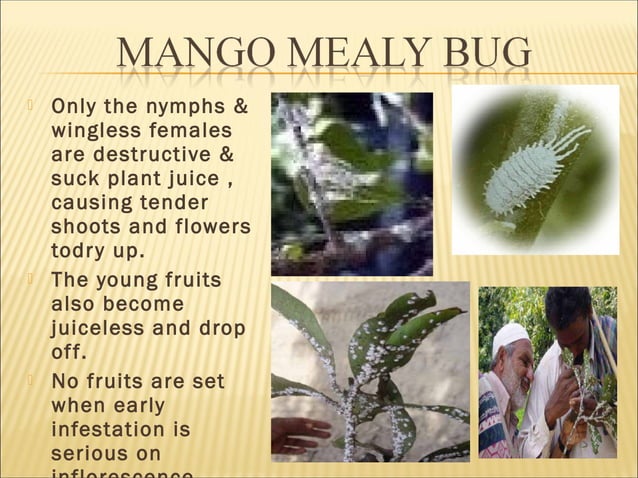 Mango Processing PPT of Pakistan | PPT