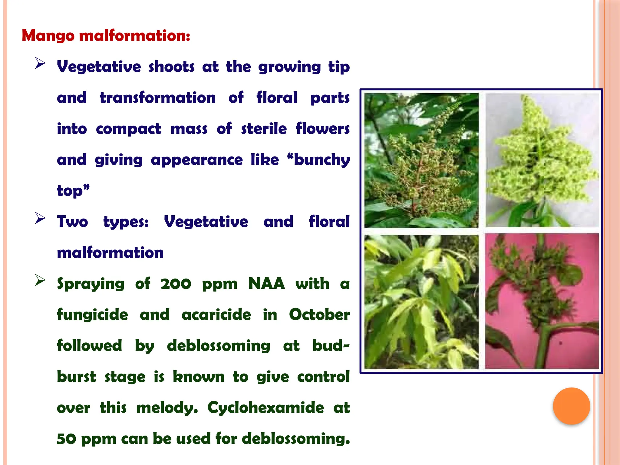 Mango ProductionIPDM Andhra Pradesh technology.pptx