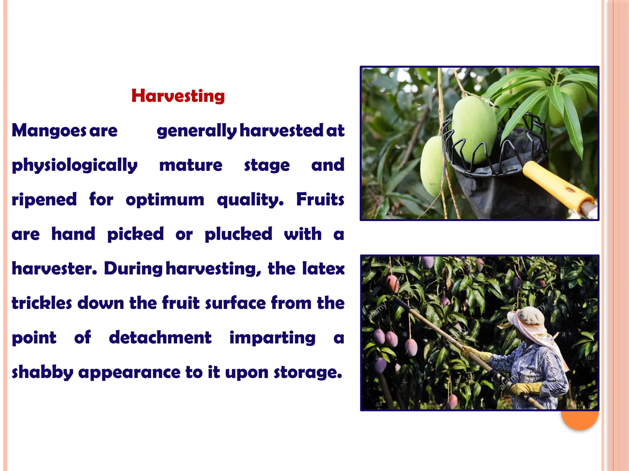 Mango ProductionIPDM Andhra Pradesh technology.pptx