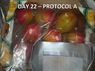 Mango Shelf Life Testing | PPT