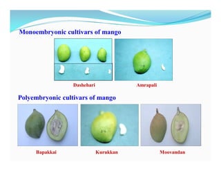 Somatic embryogenesis in mono and poly embryonic varieties of mango | PDF