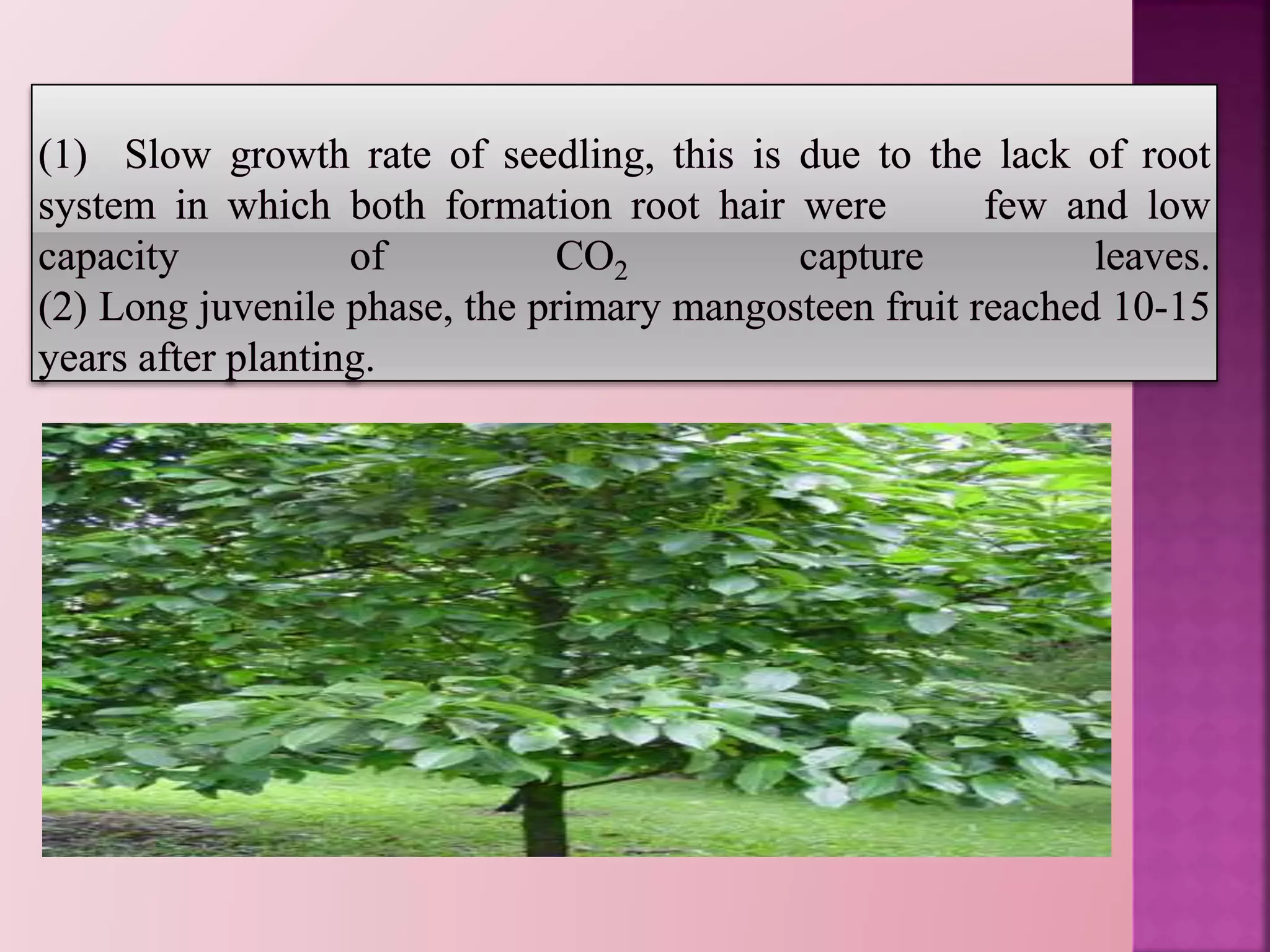 Mangosteen | PPTX