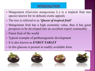 Mangosteen | PPTX