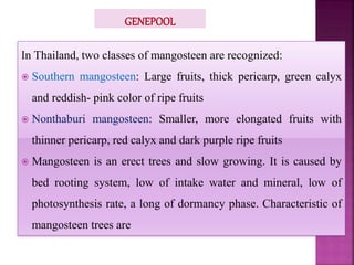 Mangosteen | PPTX