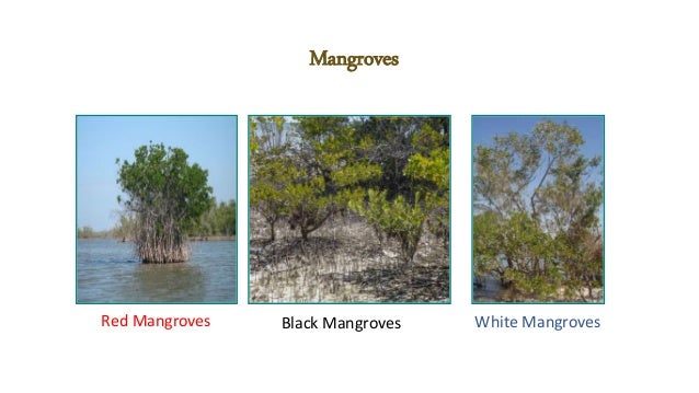 Mangroves