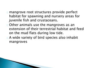 Mangrove | PPT