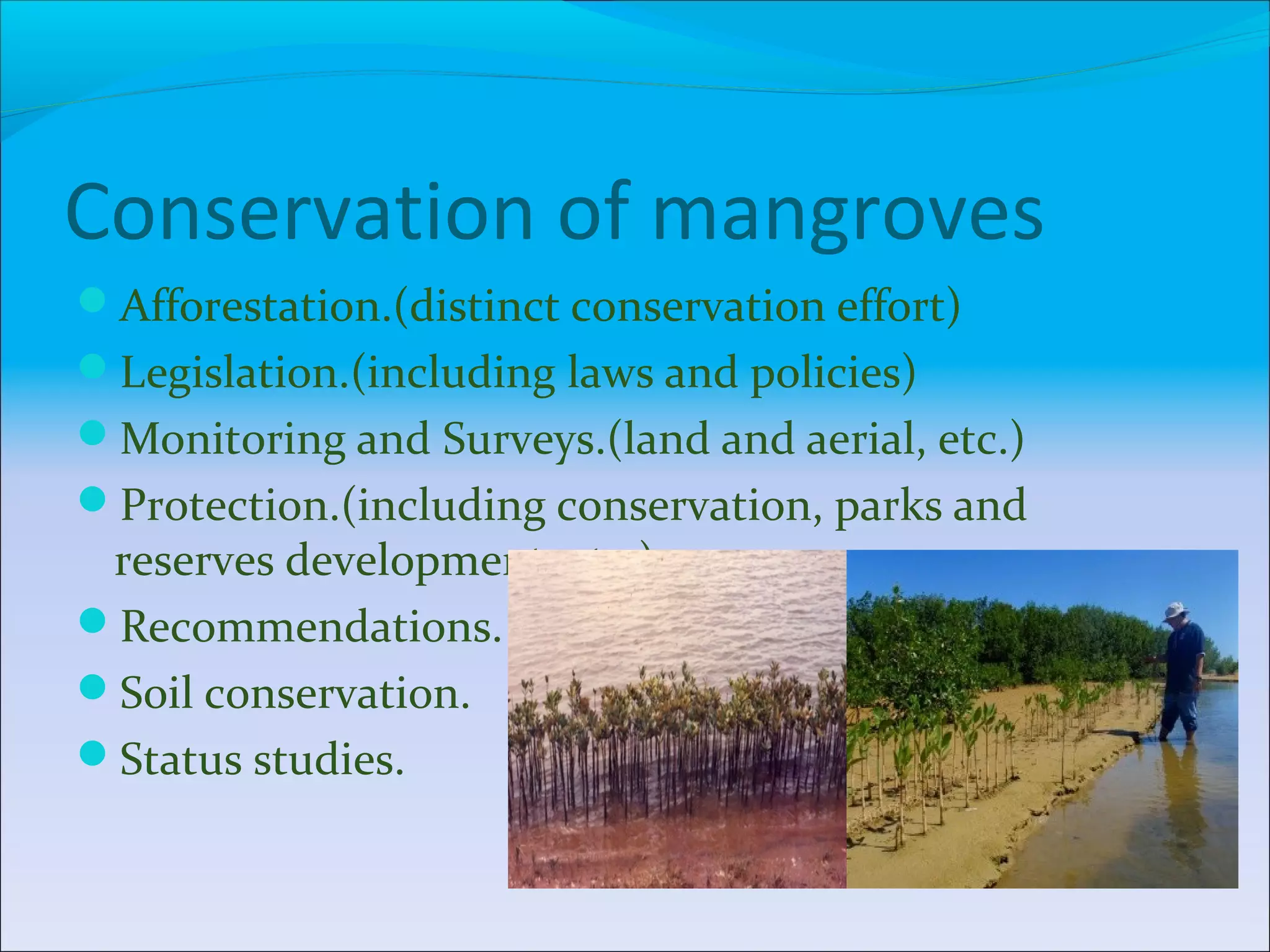 Mangrove | PPT