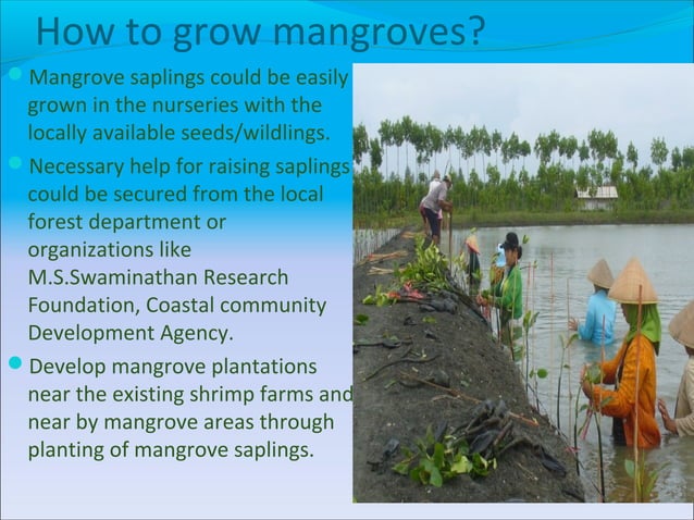 Mangrove | PPT