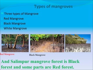 Mangrove | PPT