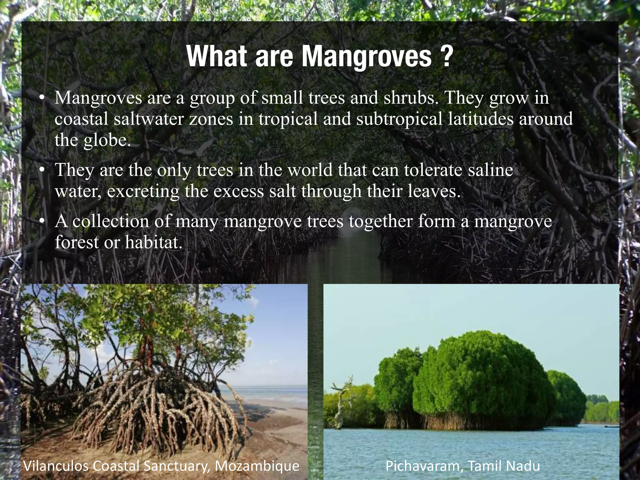 Mangrove.pptx