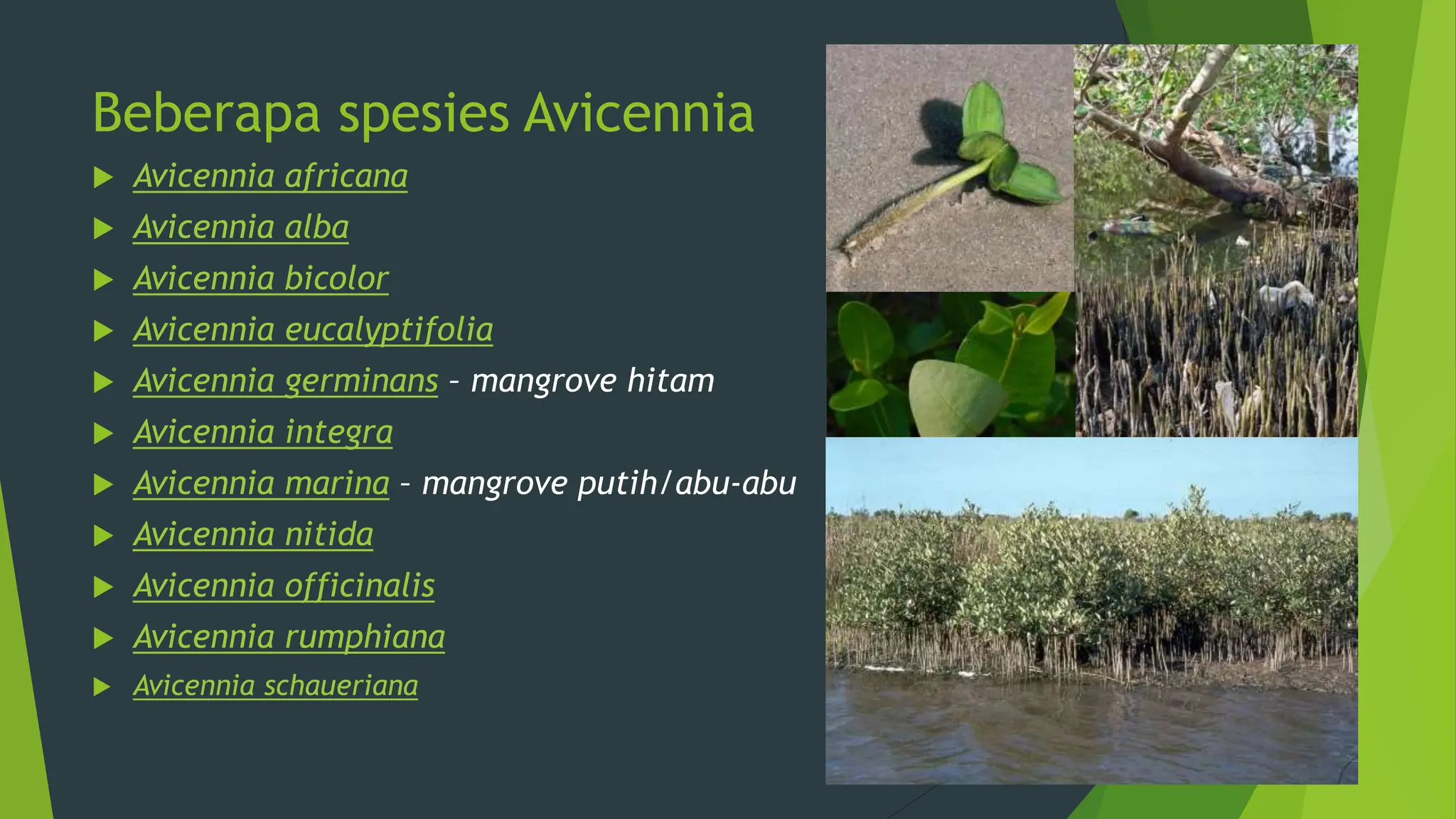 Mangrove adalah lingkungan yang penting.pptx