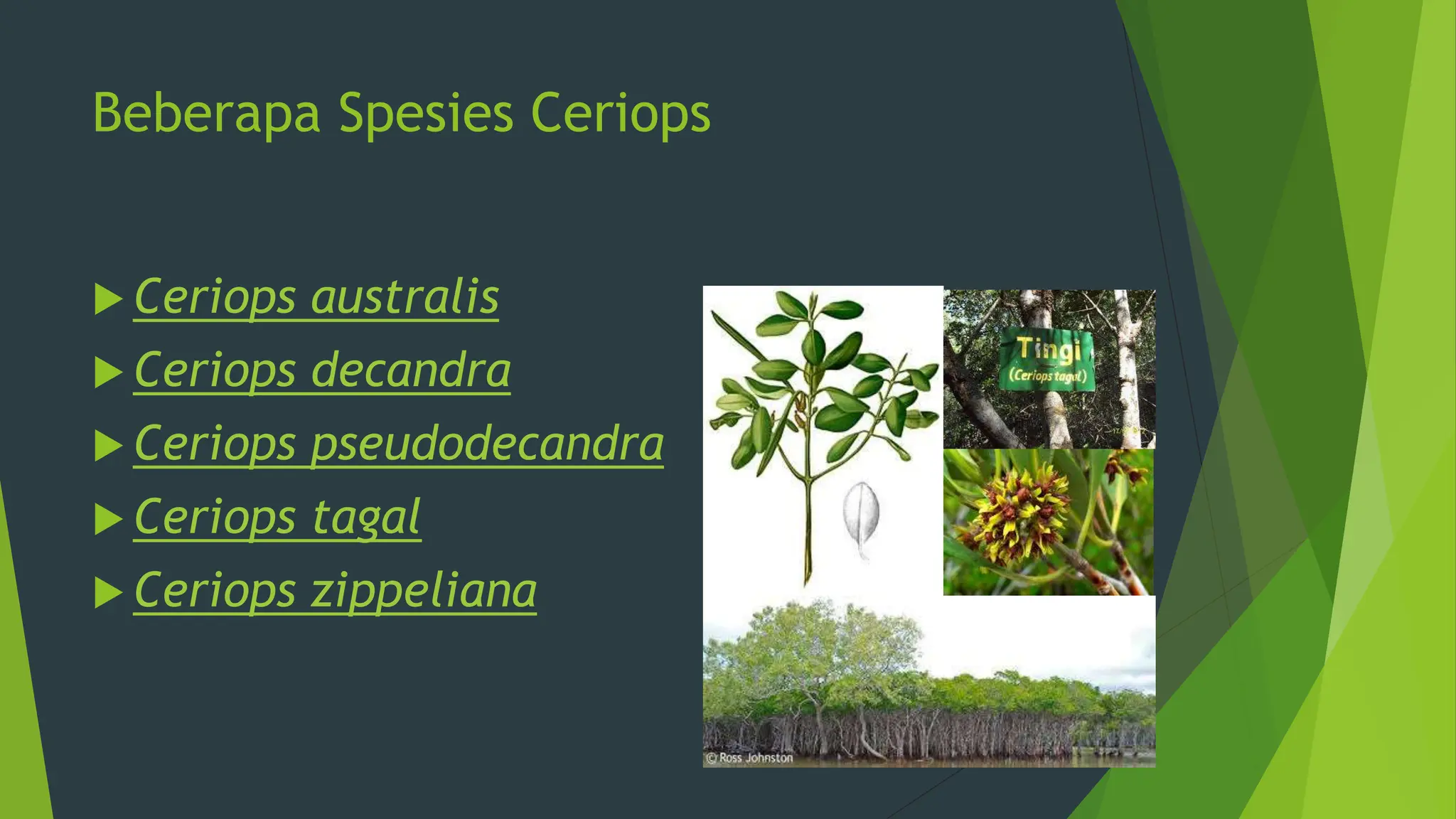 Mangrove adalah lingkungan yang penting.pptx