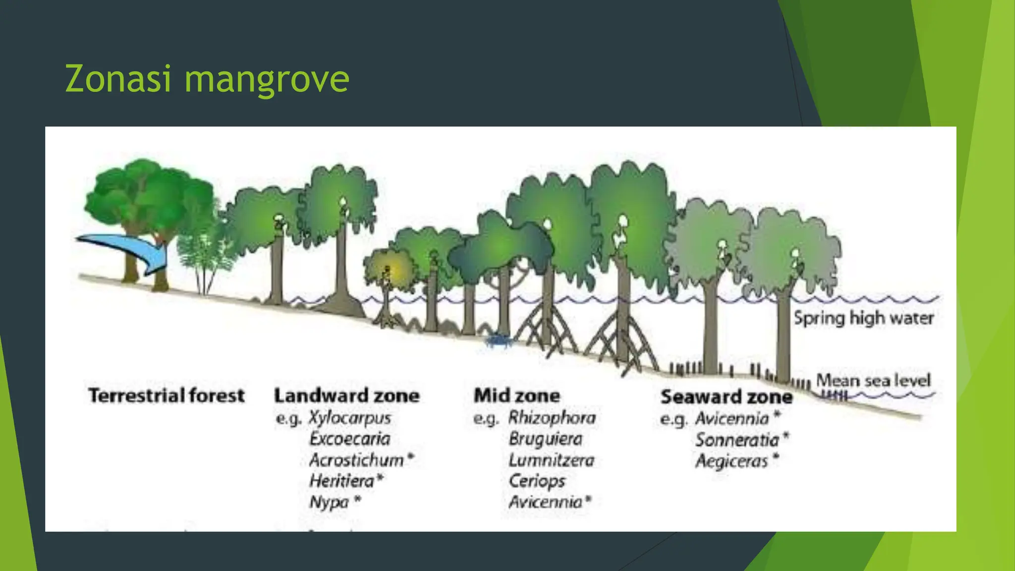 Mangrove adalah lingkungan yang penting.pptx