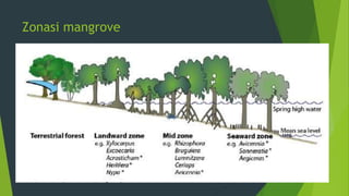 Mangrove adalah lingkungan yang penting.pptx
