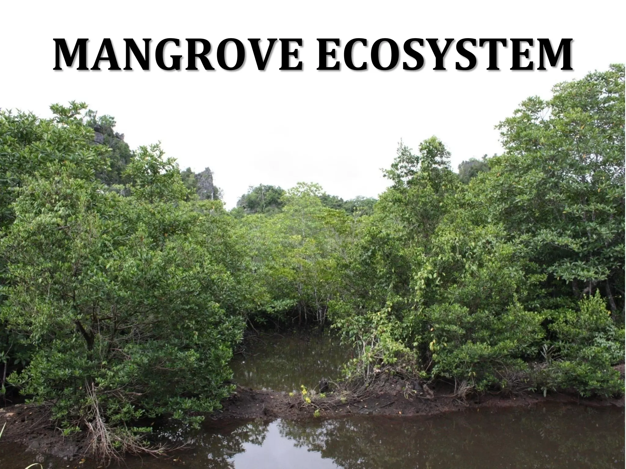 MANGROVE-ECOSYSTEM.pdf