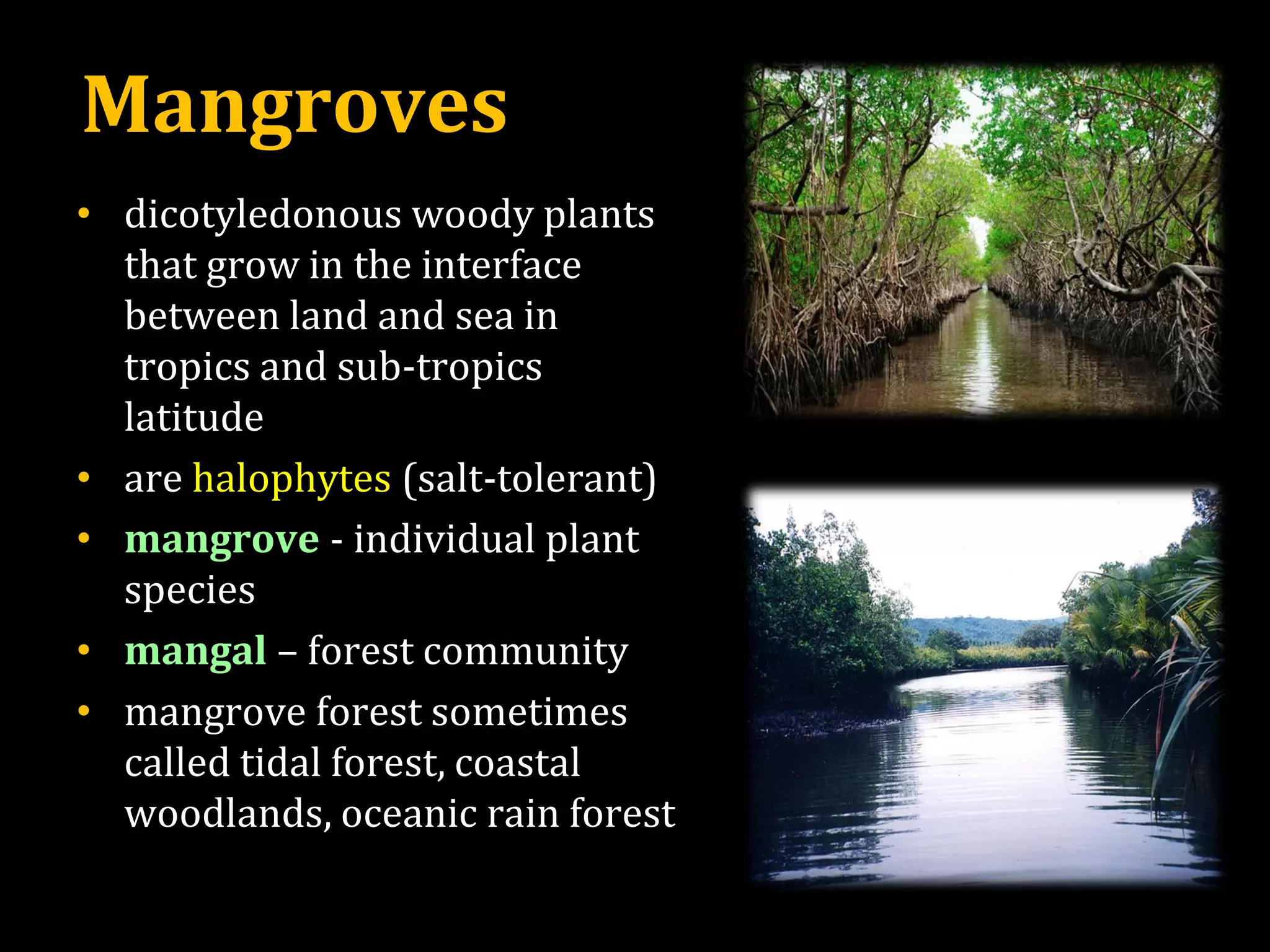 MANGROVE-ECOSYSTEM.pdf