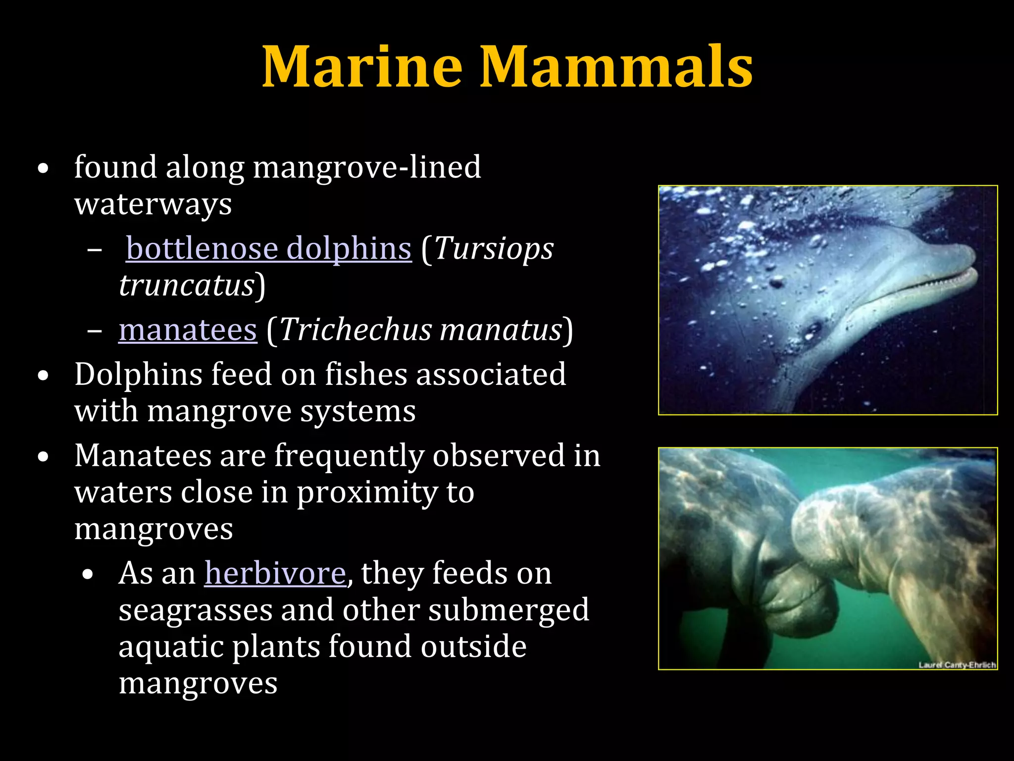 MANGROVE-ECOSYSTEM.pdf