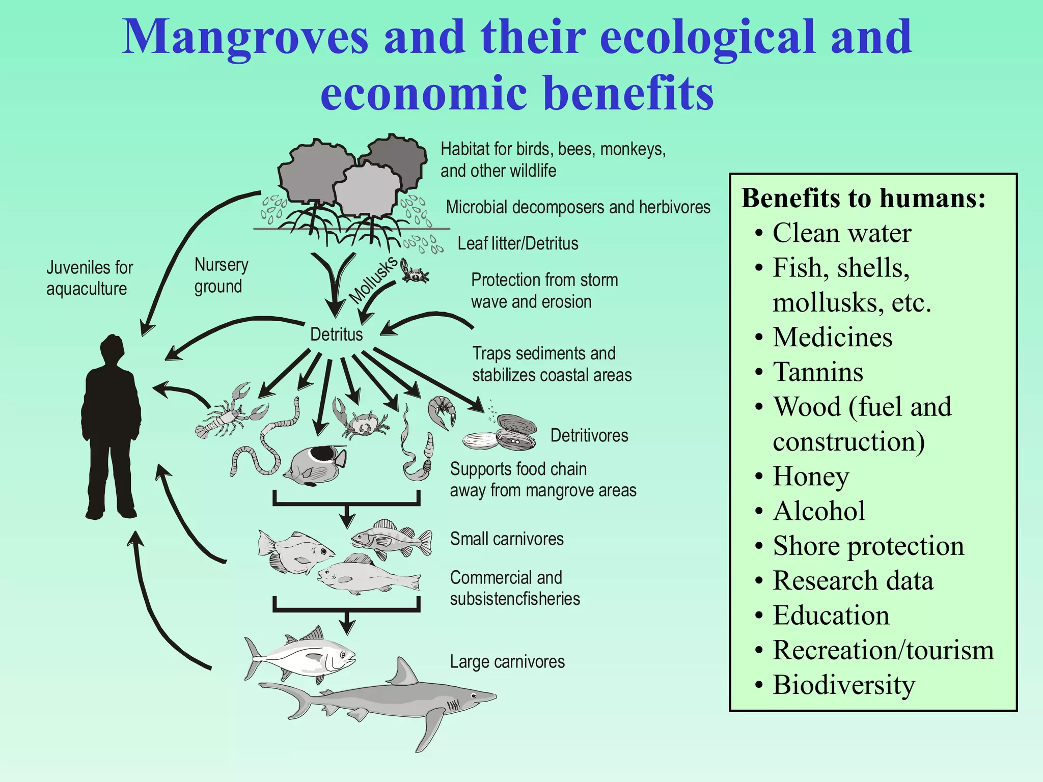 MANGROVE-ECOSYSTEM.pdf