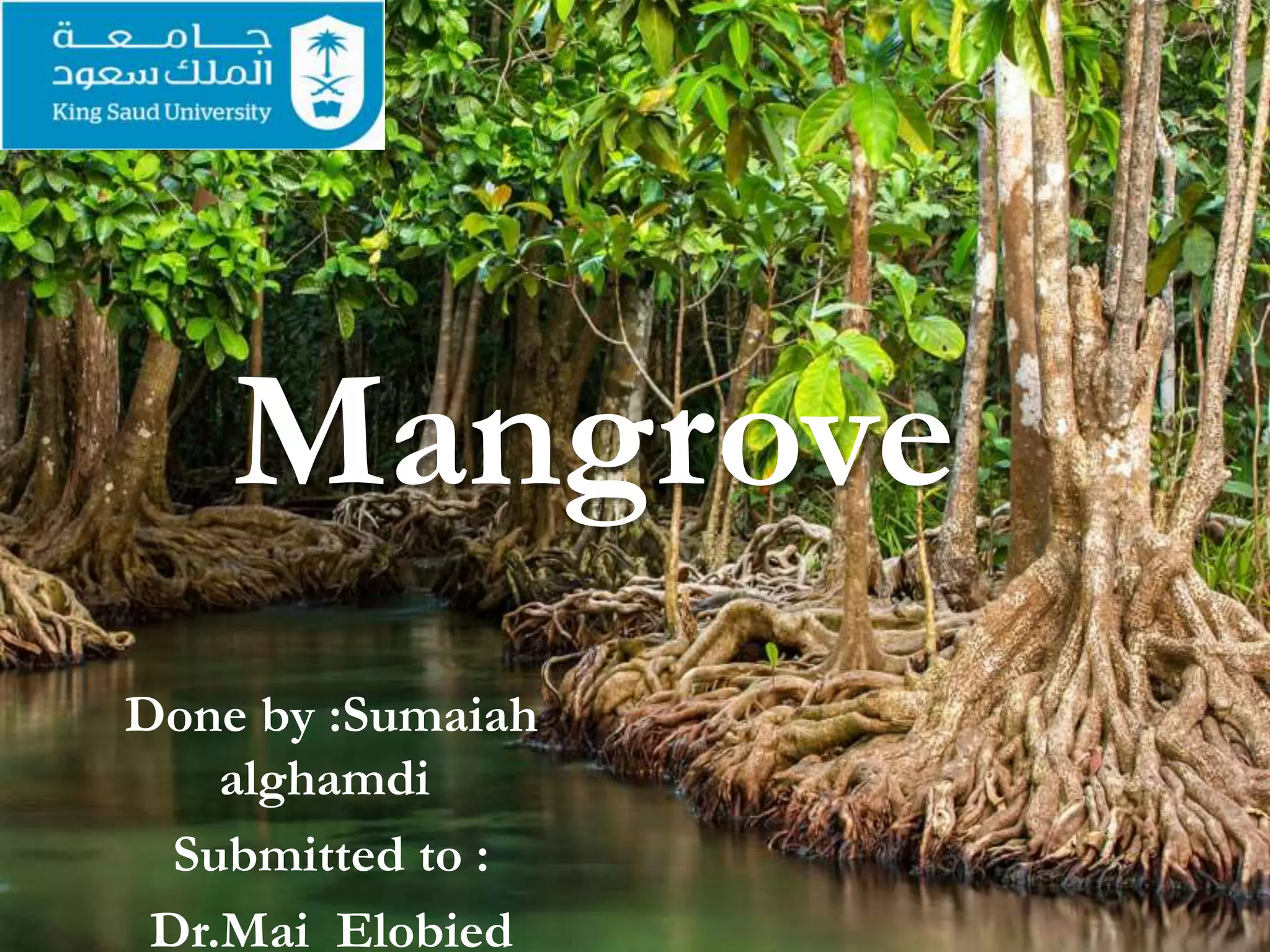 Mangrove | PPTX