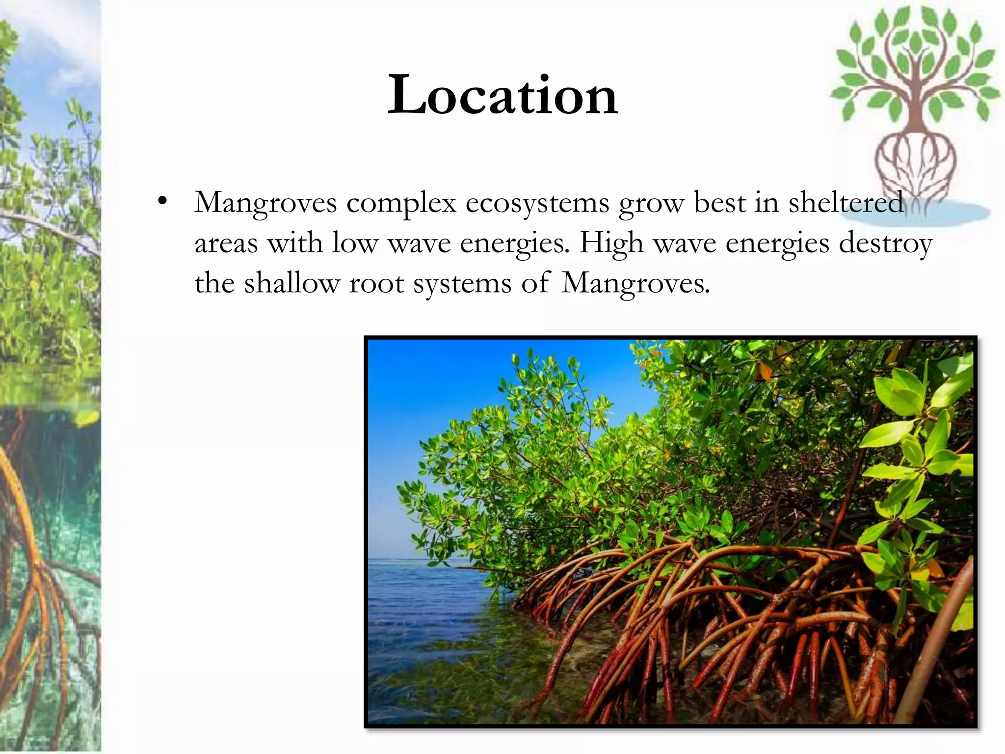 Mangrove | PPTX