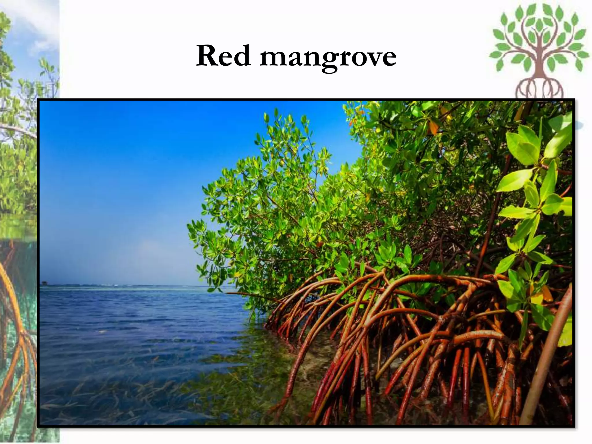 Mangrove | PPTX