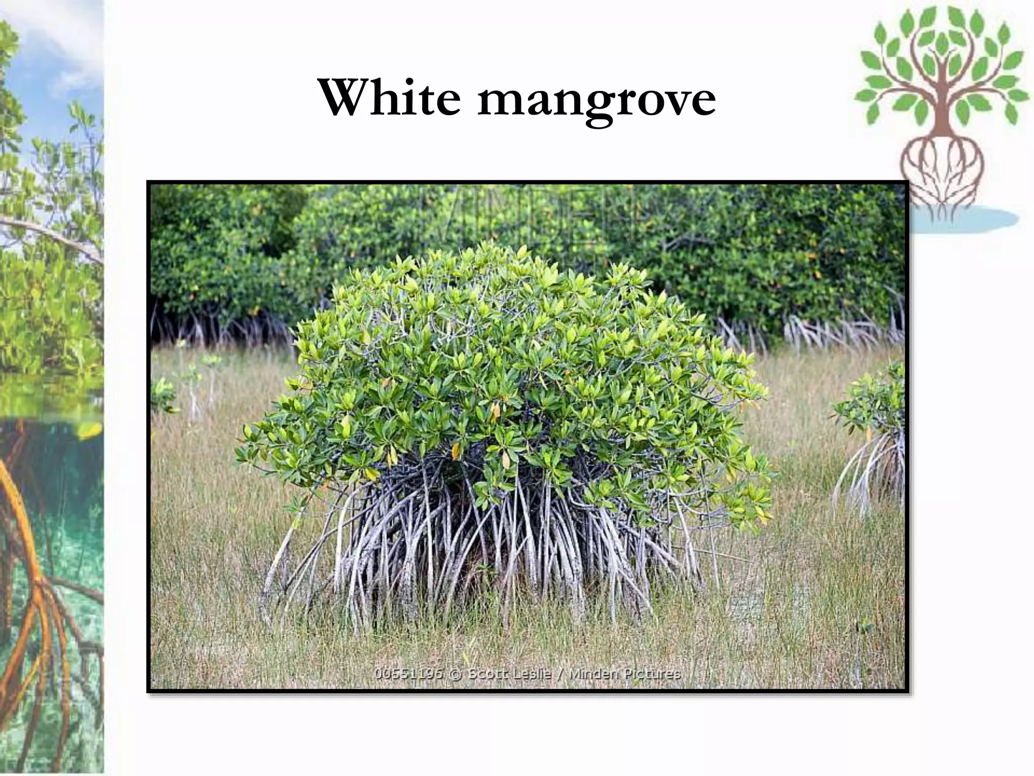 Mangrove Pptx